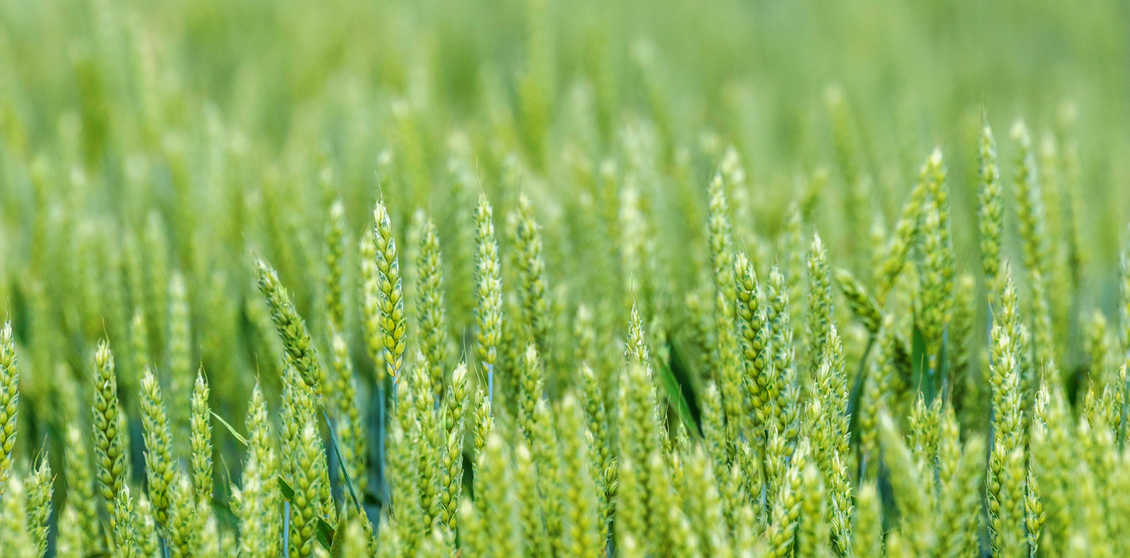 ECAF - soilify - A Heart for Soils